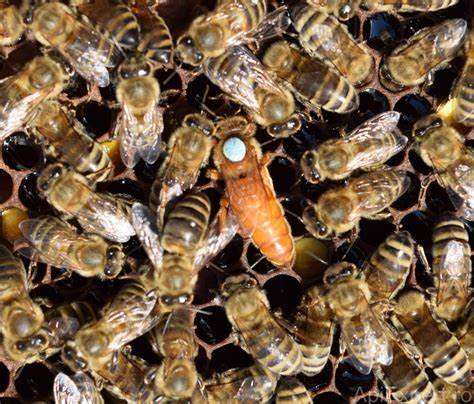 Queen Marking – Let It Bee Inc