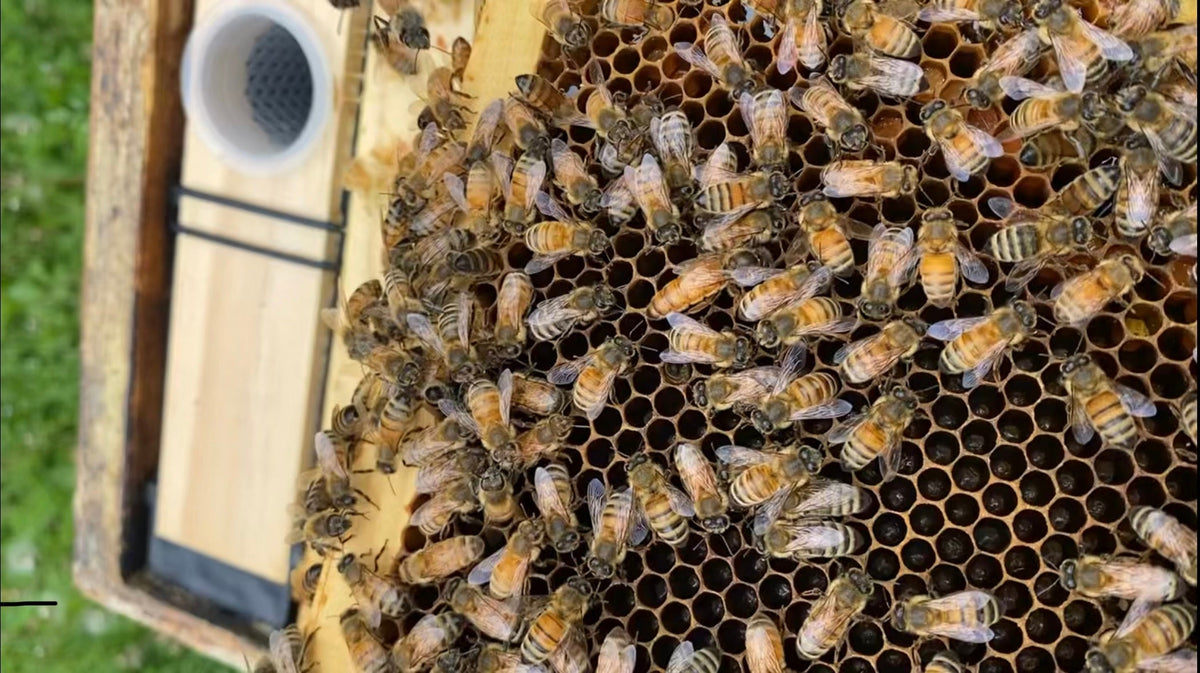 Live Bees – Let It Bee Inc